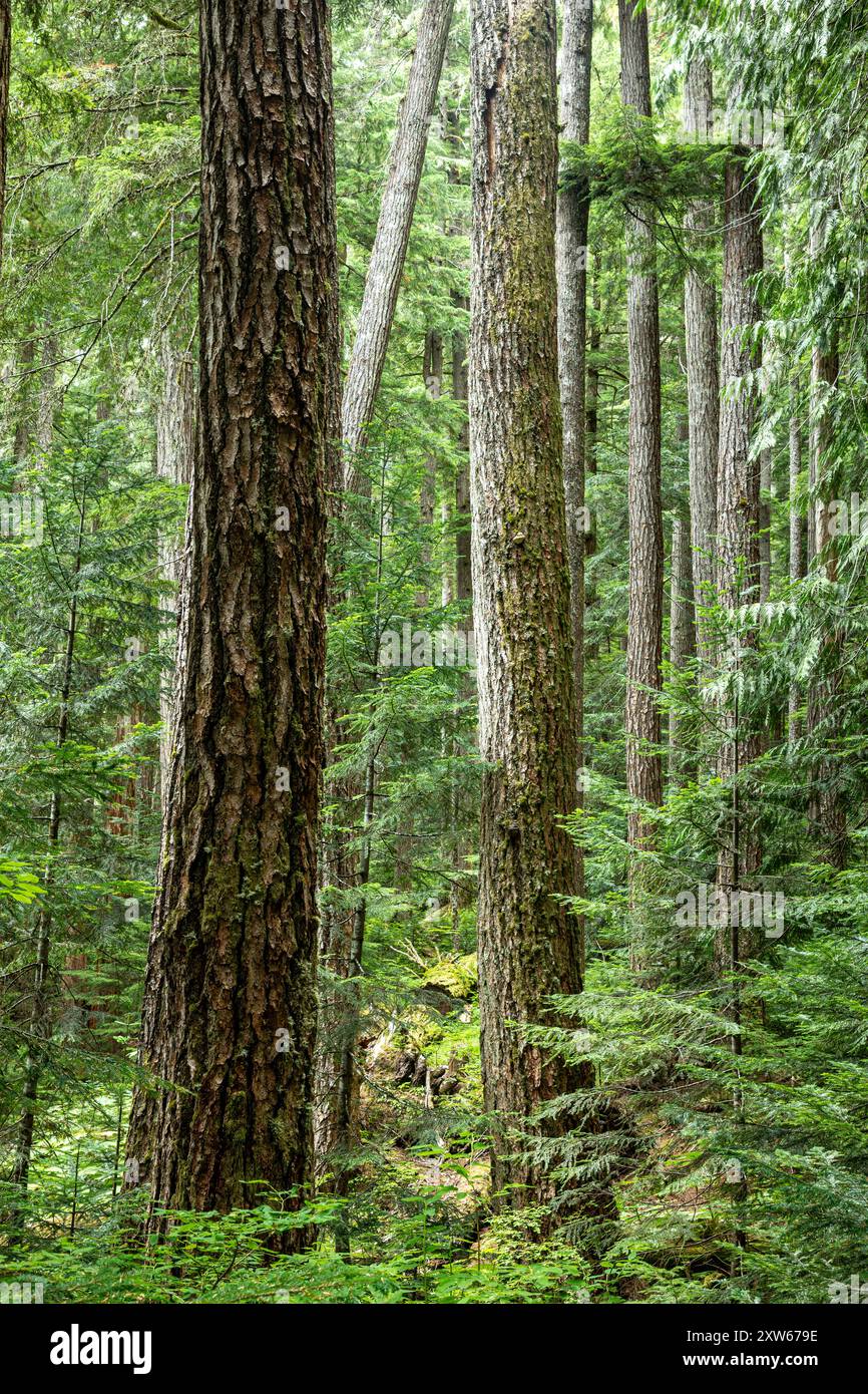 Well maintained greens hi-res stock photography and images - Alamy