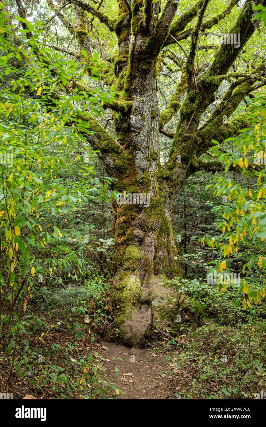 5 point leaf hi-res stock photography and images - Alamy