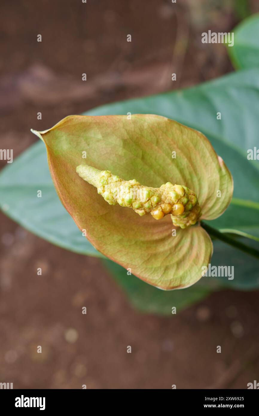 Top view exotic anthurium hi-res stock photography and images - Alamy