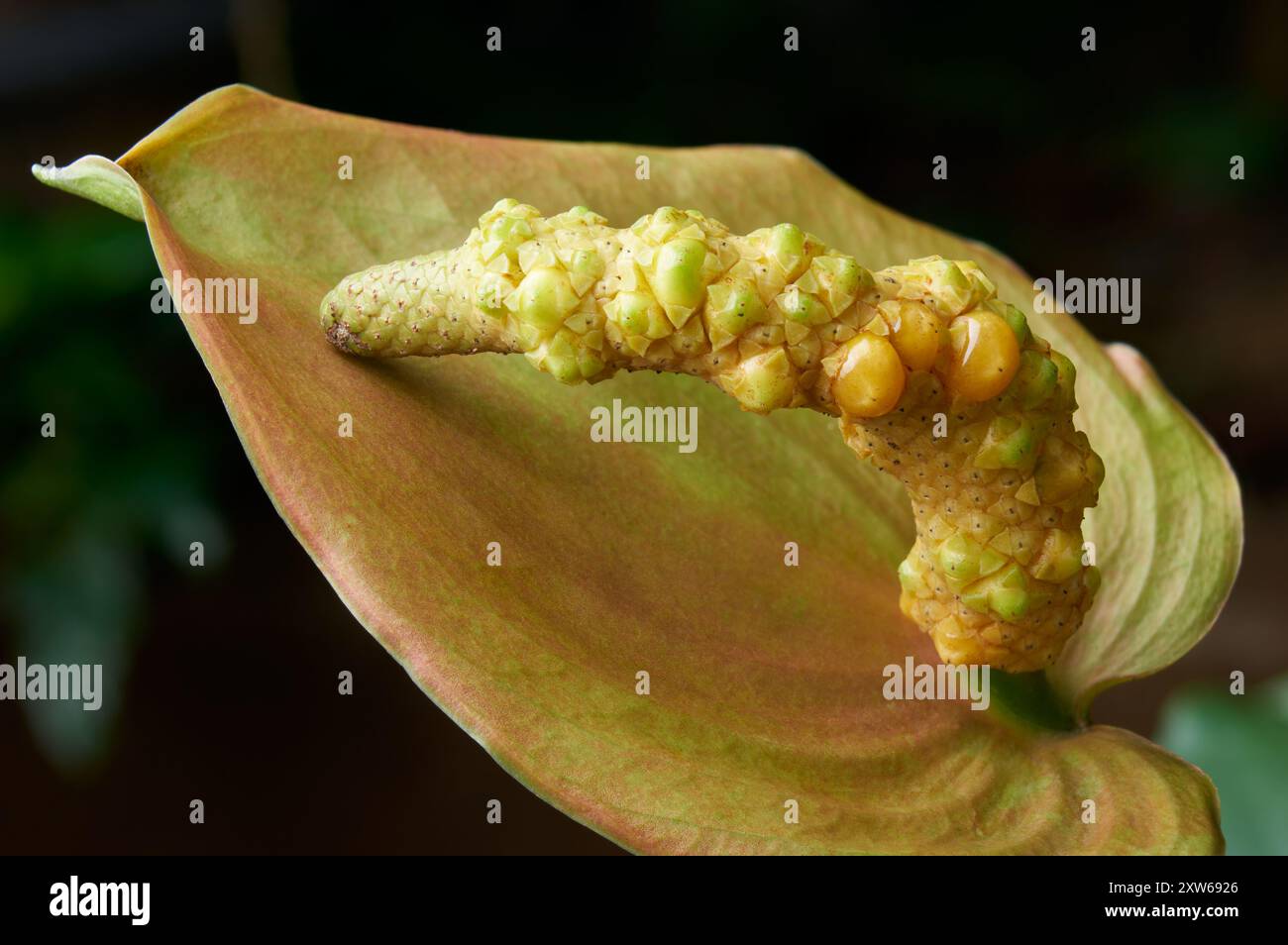 Mature spadix hi-res stock photography and images - Alamy