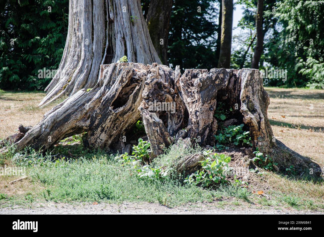 Oak trees in dried hi-res stock photography and images - Alamy