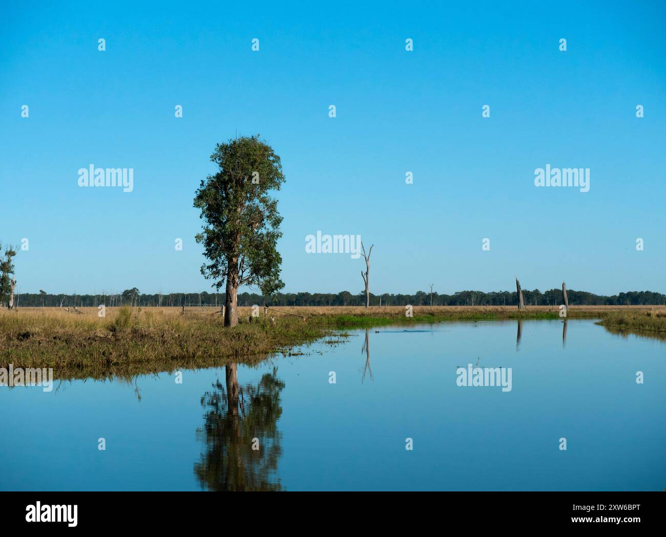 Old eucalyptus gum tree on the bank of an Australia outback billabong ...