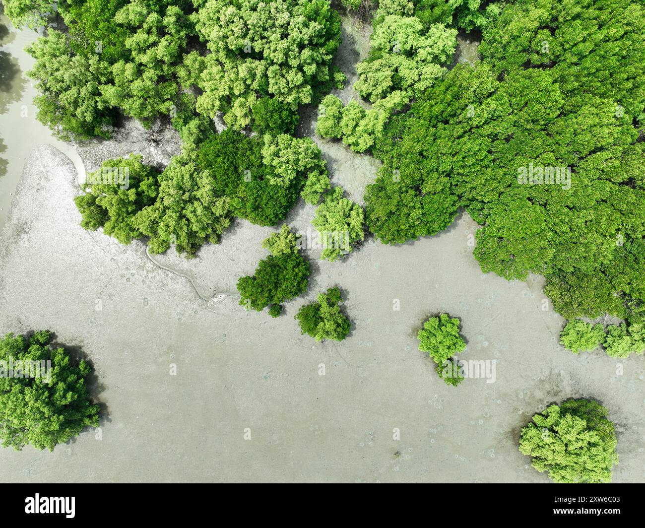 Aerial top view of green mangrove forest. Mangrove ecosystem. Natural ...