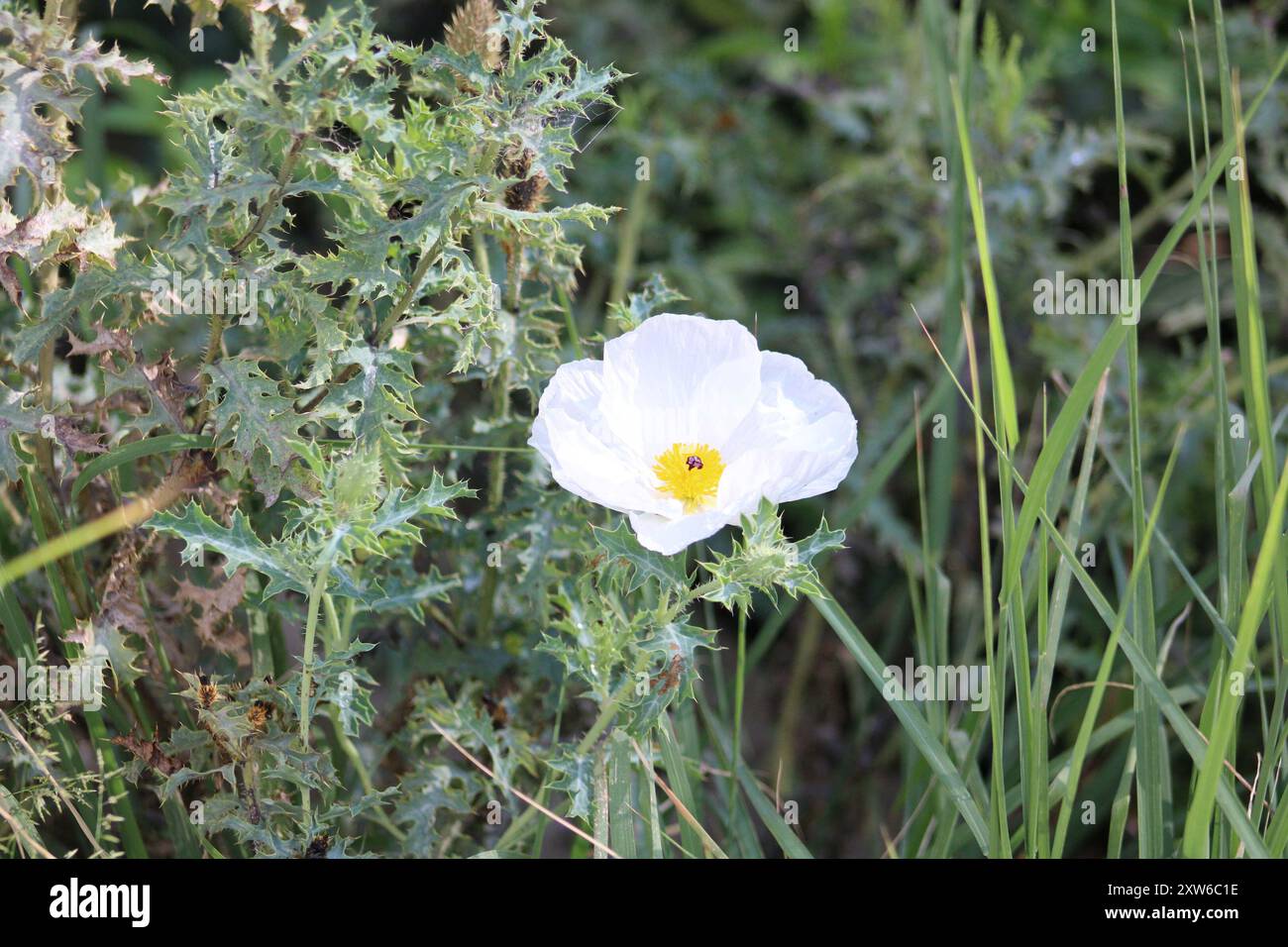 Closeup of a healthy, vibrant southwestern prickly poppy at Ramsey ...