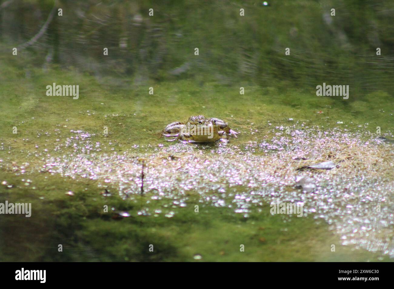 An expressive Chiricahua leopard frog relaxing in a pond at Ramsey Canyon in Hereford, Arizona ...