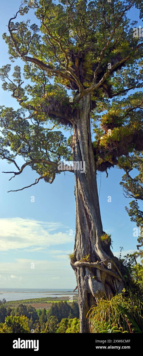 Rata tree hi-res stock photography and images - Alamy