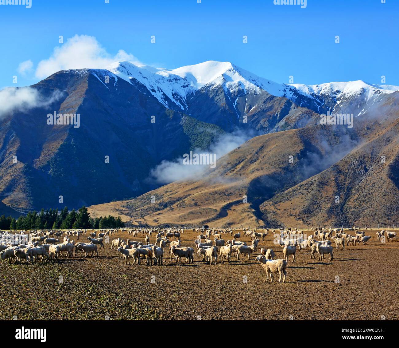 Sheep in winter scenery hi-res stock photography and images - Alamy