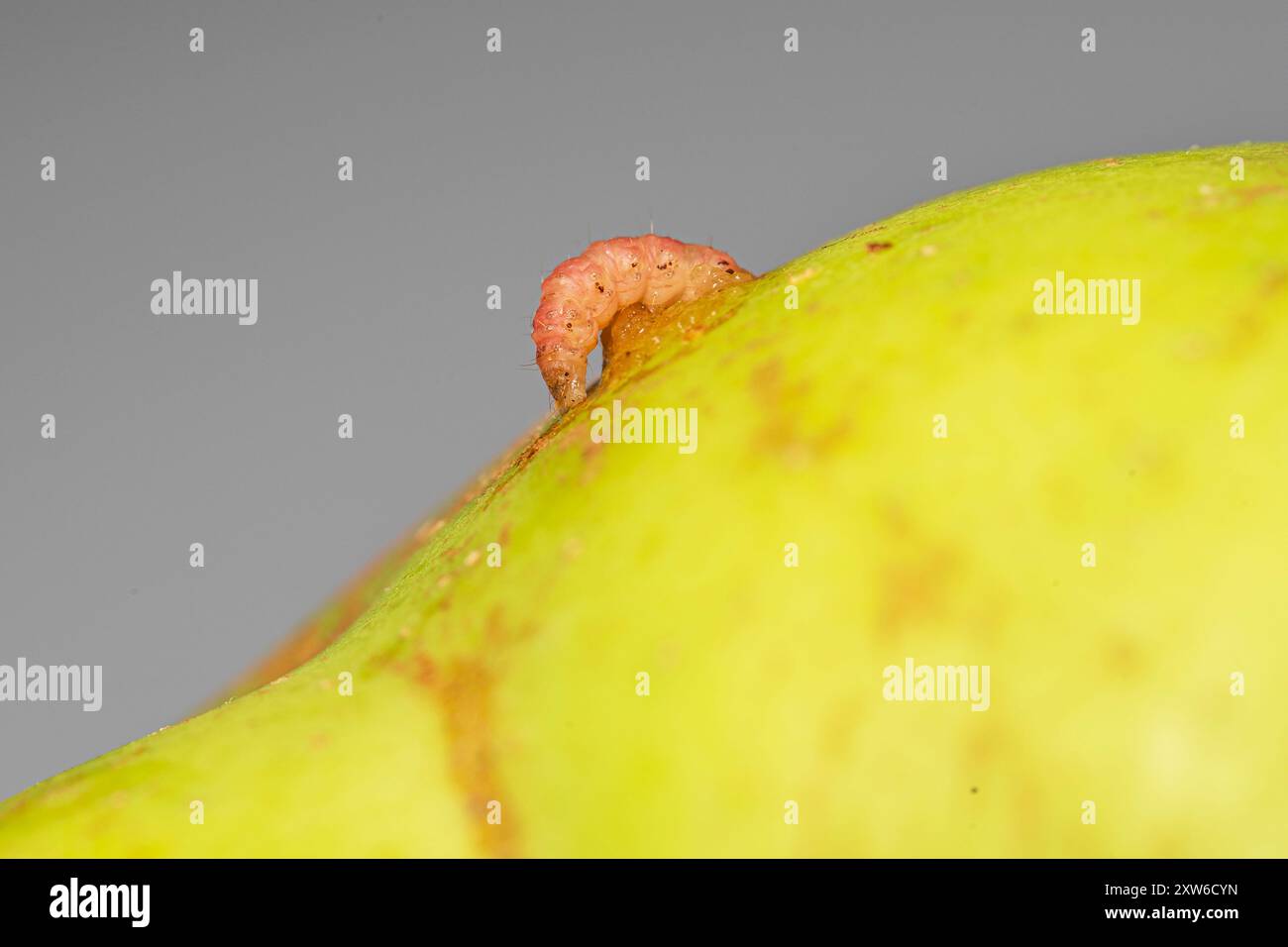 A codling moth worm emerges from an apple in a close-up shot Stock ...