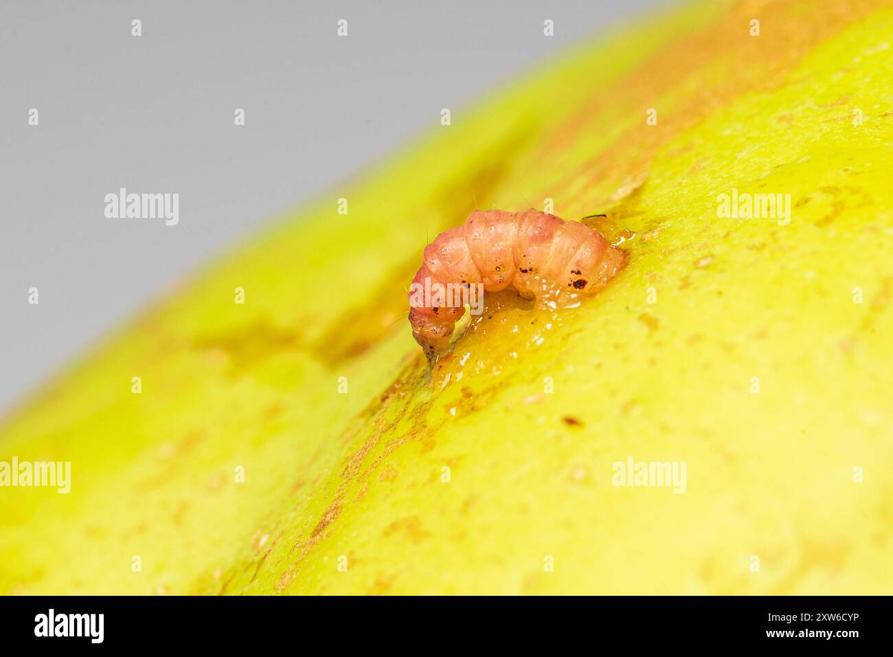 Caterpillar emerges hi-res stock photography and images - Alamy