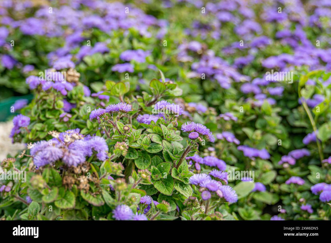 Blooming Floss flowers (Ageratum houstonianum) in blue fluff haired ...