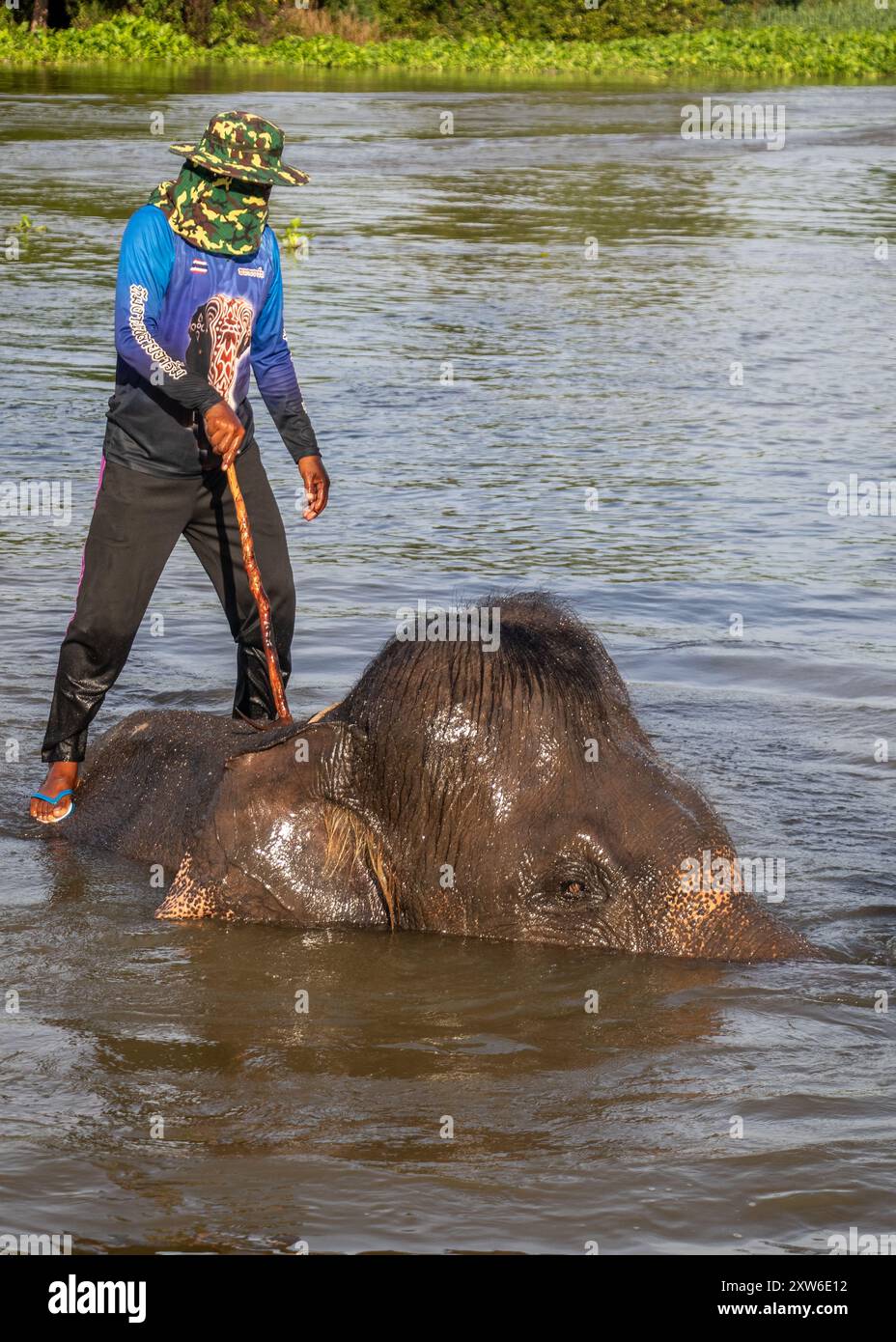 Elephant and trainer in thailand hi-res stock photography and images ...