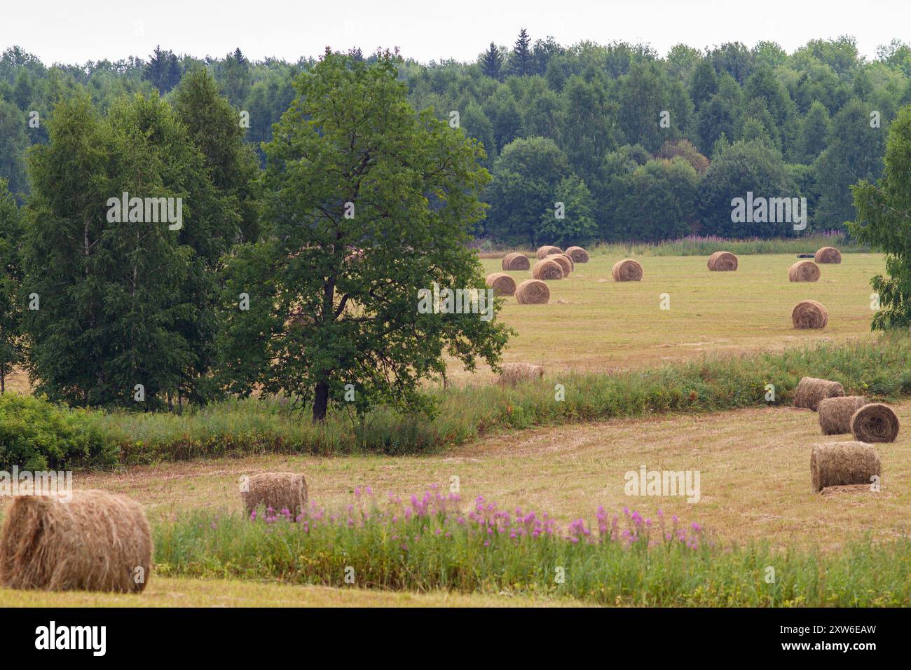 rolls of mown hay are lying on the mowing ground among the trees next ...