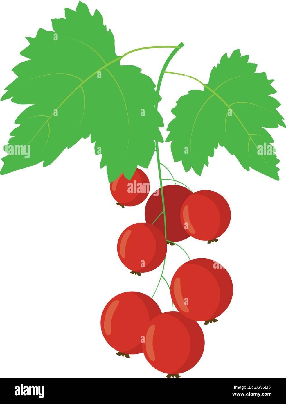 Leaf of sweet umbel Stock Vector Images - Alamy