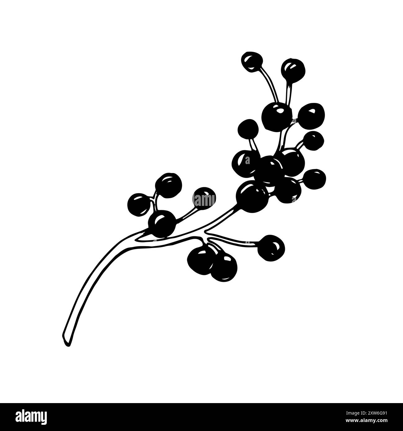Wild grape berries. Vector graphic black and white illustration hand ...