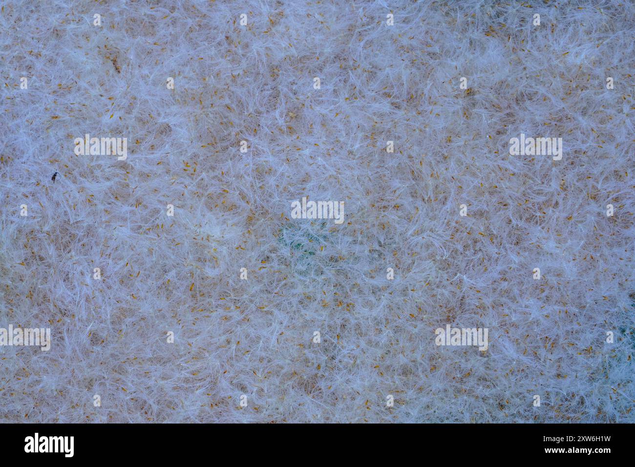 Typha latifolia, broadleaf cattail flakes. Close up Stock Photo - Alamy