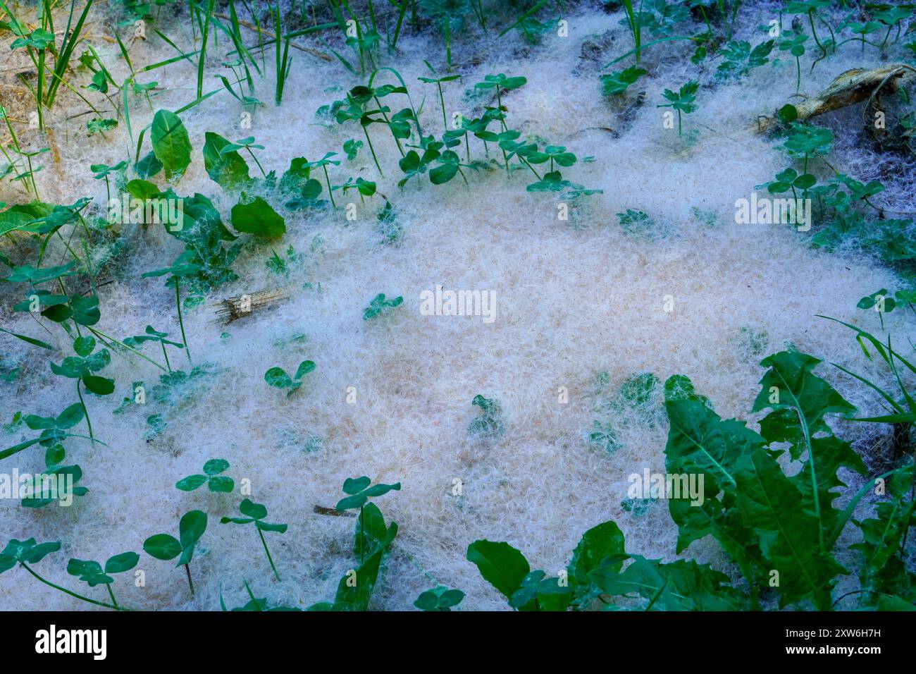 Typha latifolia, flakes of broad-leaved rush. On the grass Stock Photo ...
