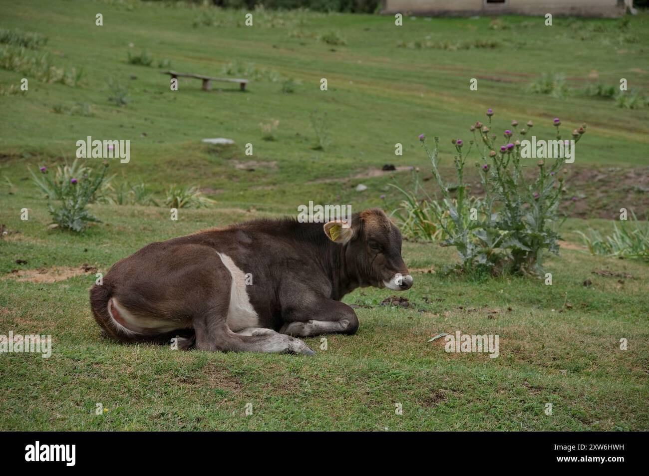 Cow lying down hi-res stock photography and images - Alamy