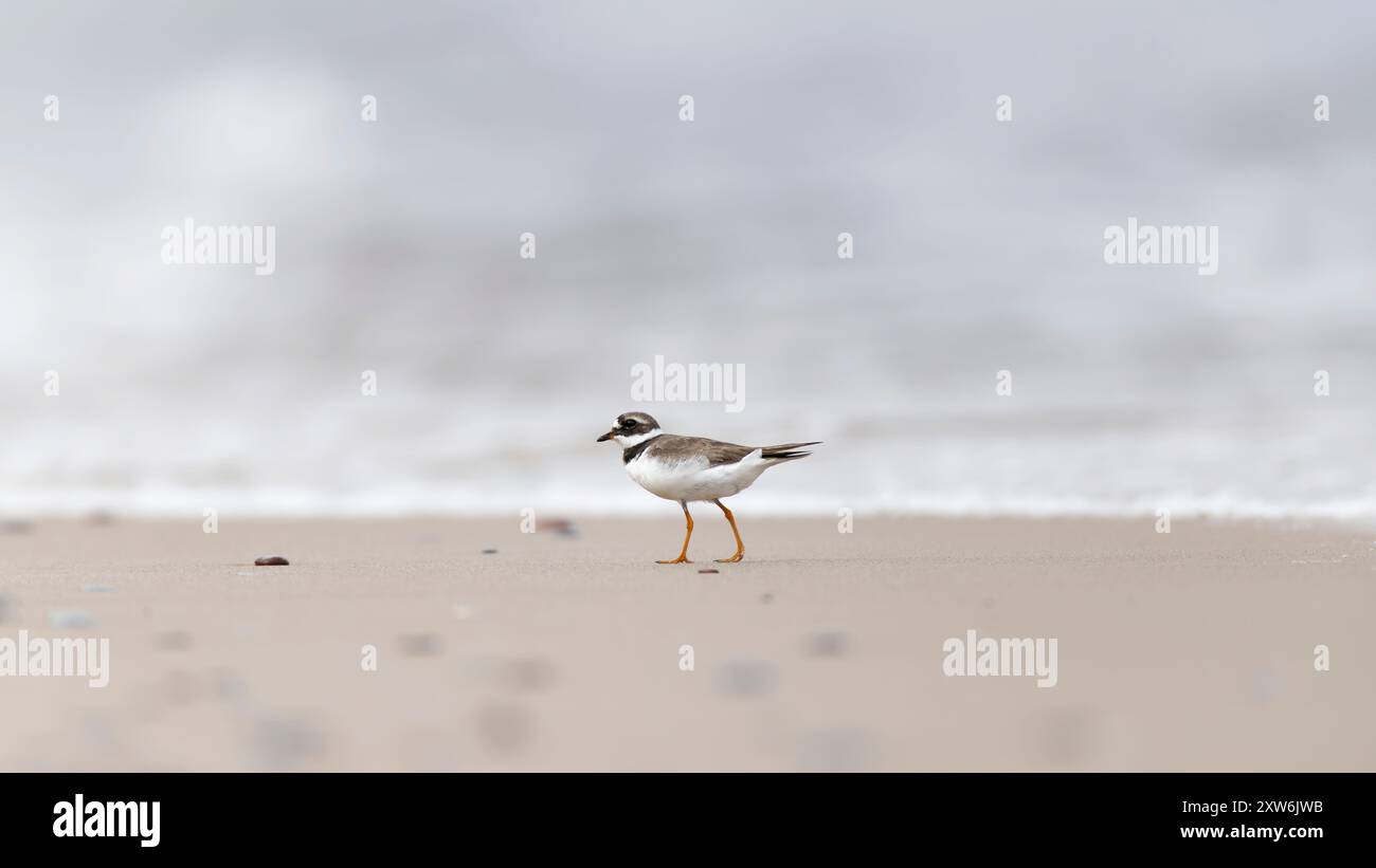 Common ringed plover , Charadrius hiaticula walking on beach , side ...