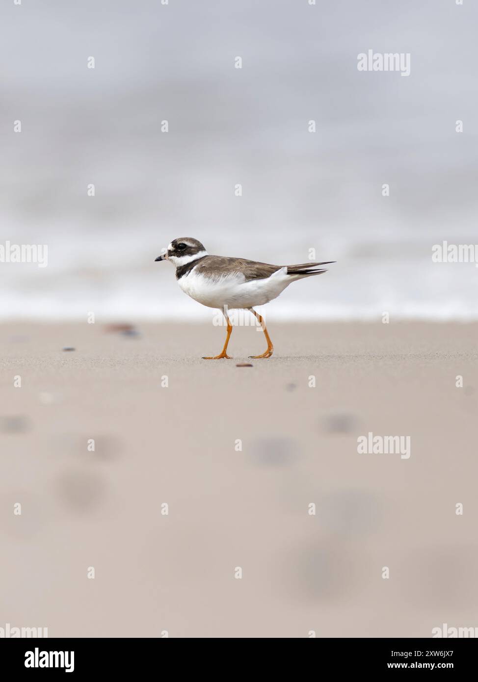 Common ringed plover , Charadrius hiaticula walking on beach , side ...