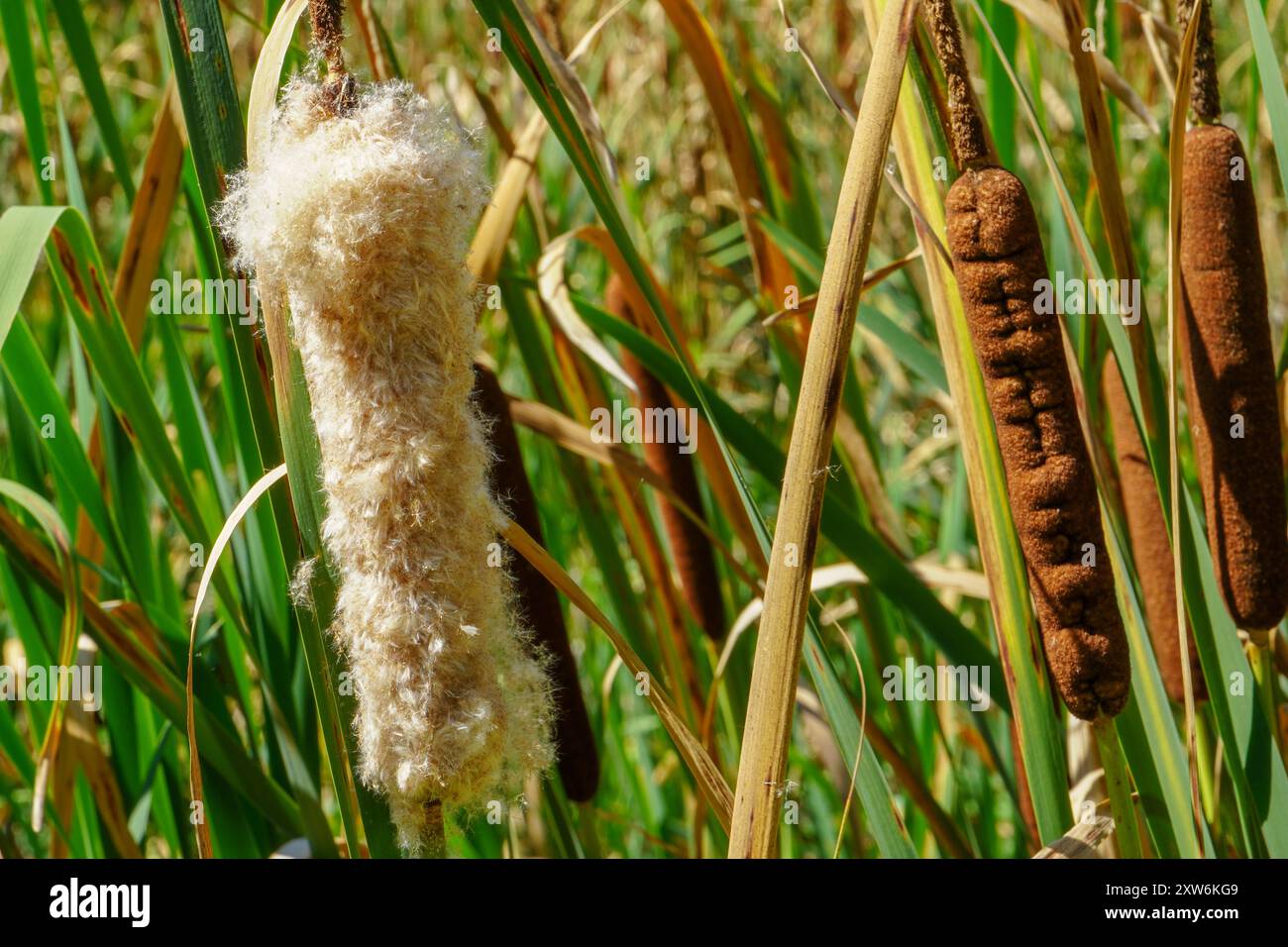 Old open bulrush (Typha latifolia) with reed near water Stock Photo - Alamy