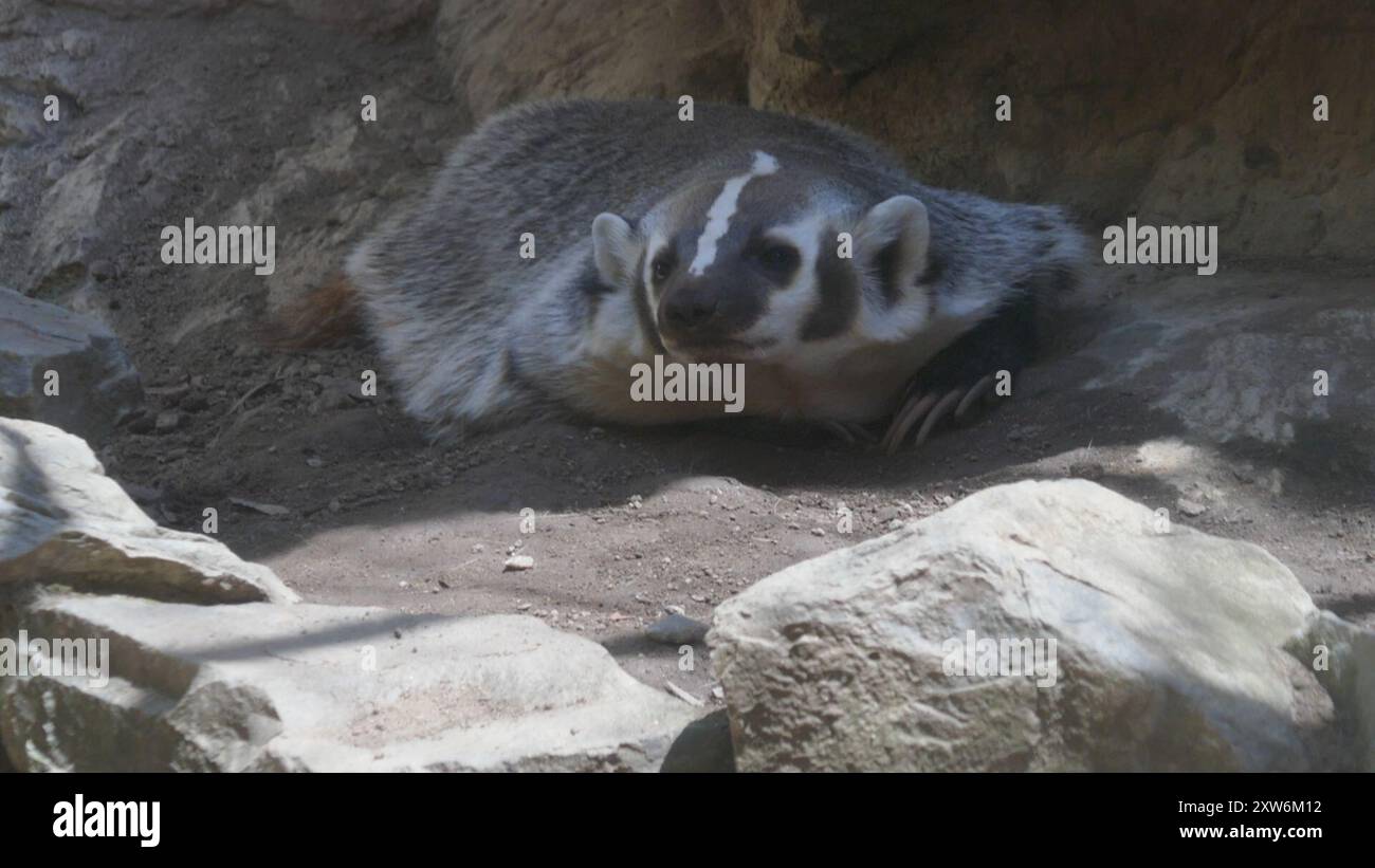 Los Angeles, California, USA 16th August 2024 American Badger at LA Zoo ...