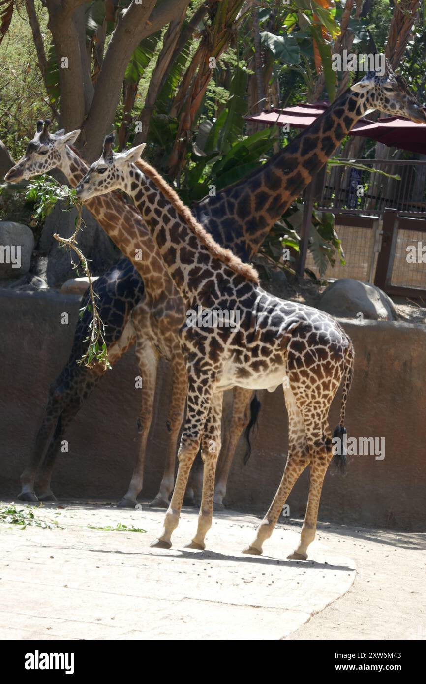Los Angeles, California, USA 16th August 2024 Maasai Giraffes, Masai ...