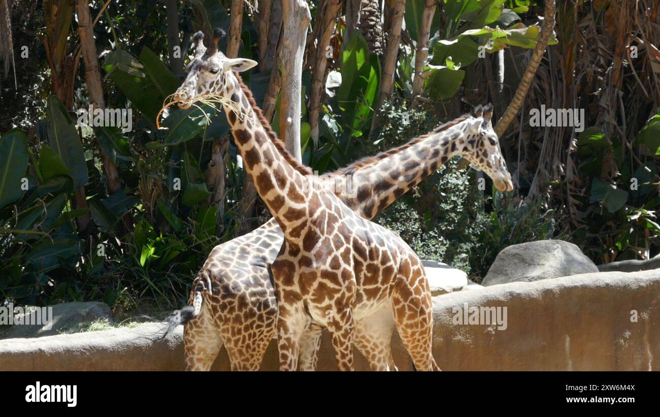 Los Angeles, California, USA 16th August 2024 Maasai Giraffes, Masai ...