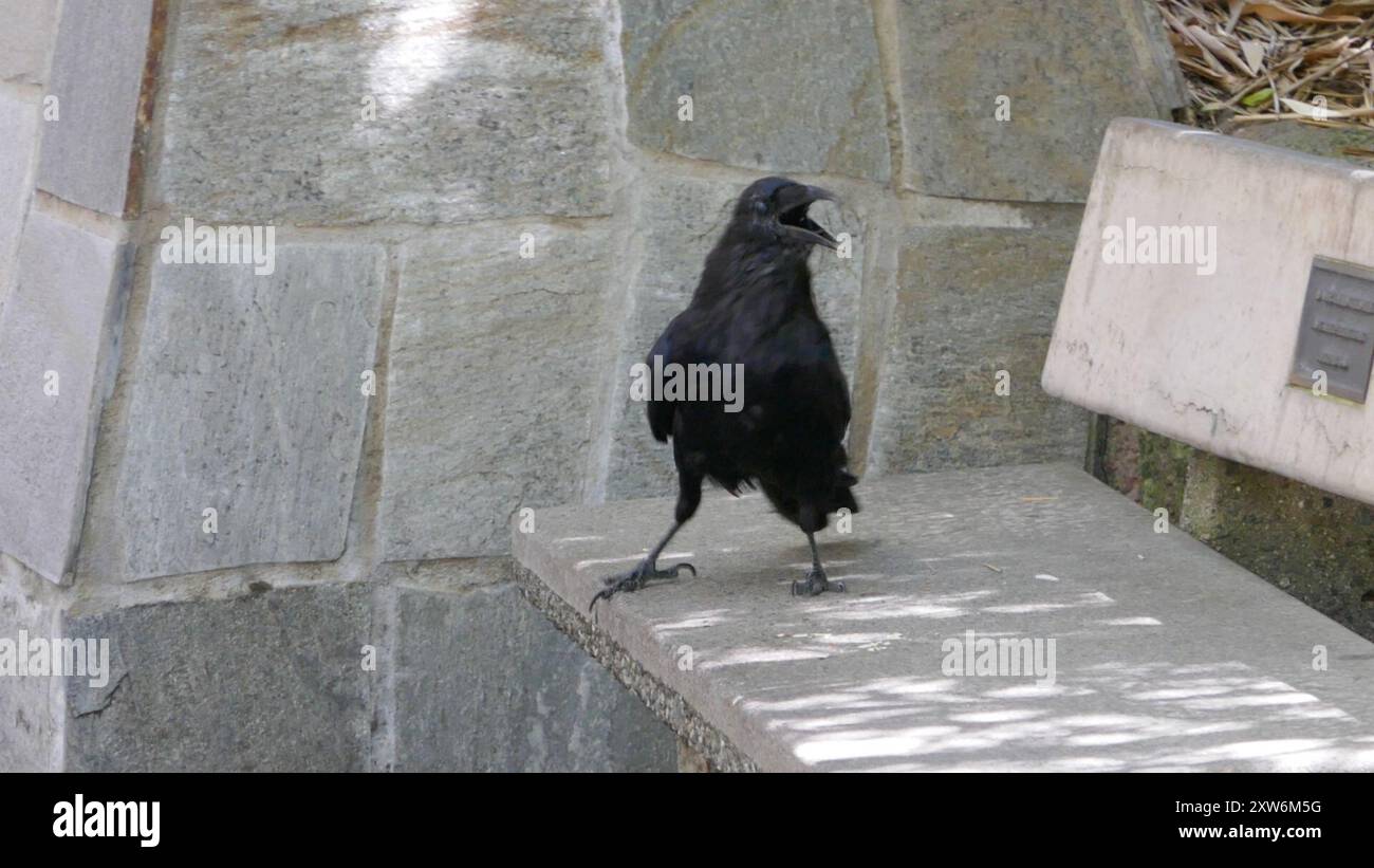 Los Angeles, California, USA 16th August 2024 Raven at LA Zoo on August ...