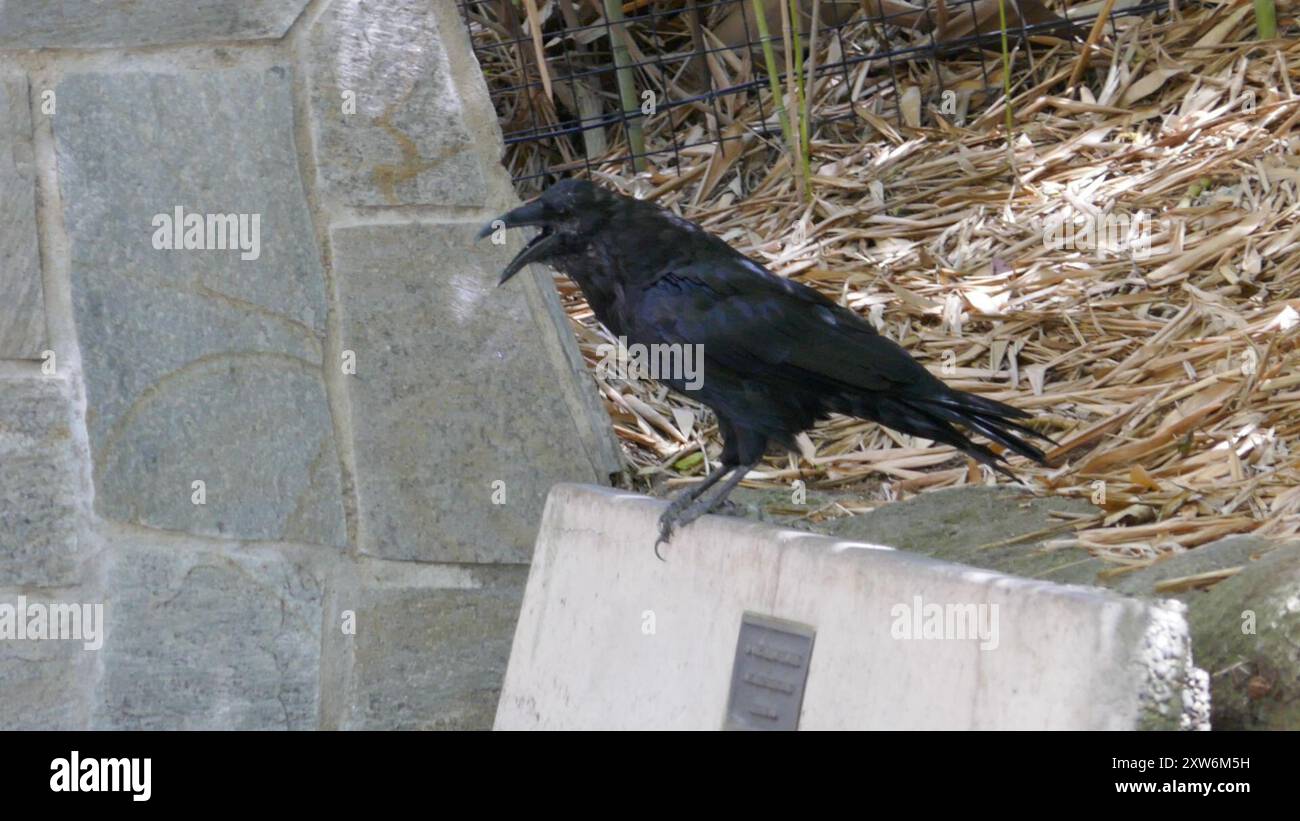 Los Angeles, California, USA 16th August 2024 Raven at LA Zoo on August ...
