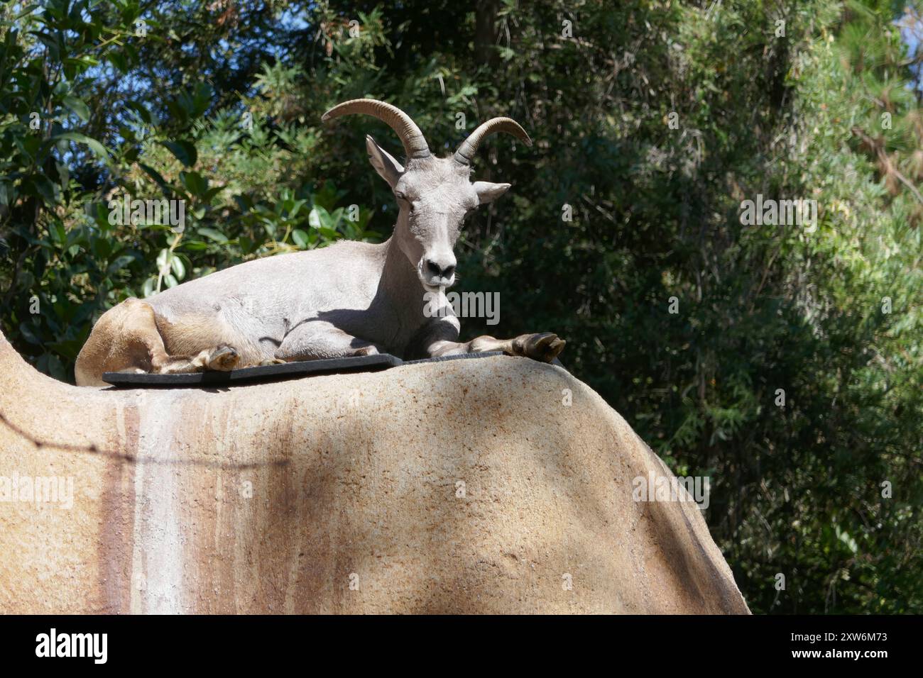 Los Angeles, California, USA 16th August 2024 Desert Bighorn Sheep at ...