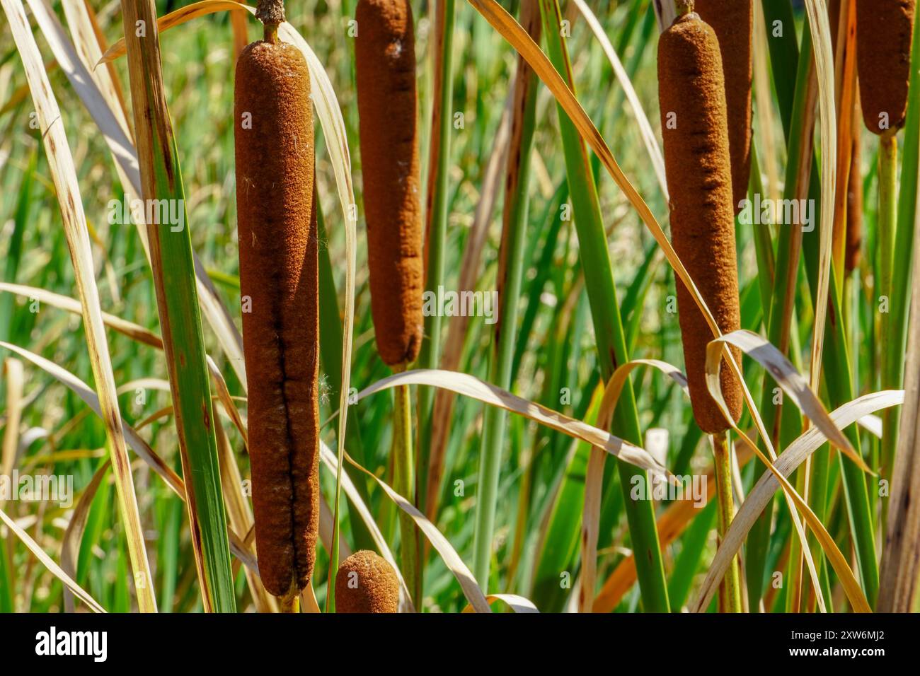 Brown cob marsh grass cattail on the river bank Stock Photo - Alamy