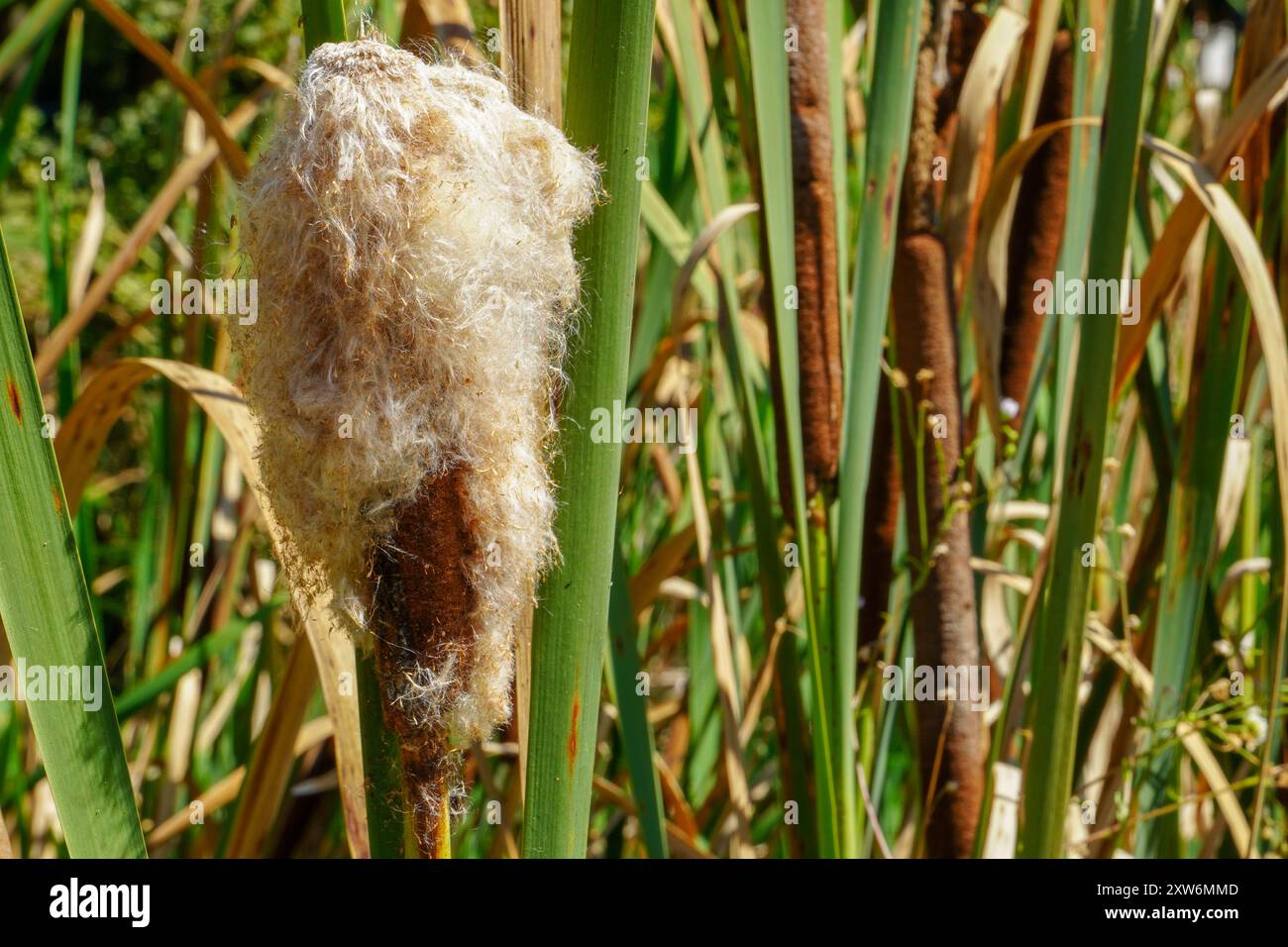 Dry typha plant in the canal. Typha angustifolia also known as lesser ...