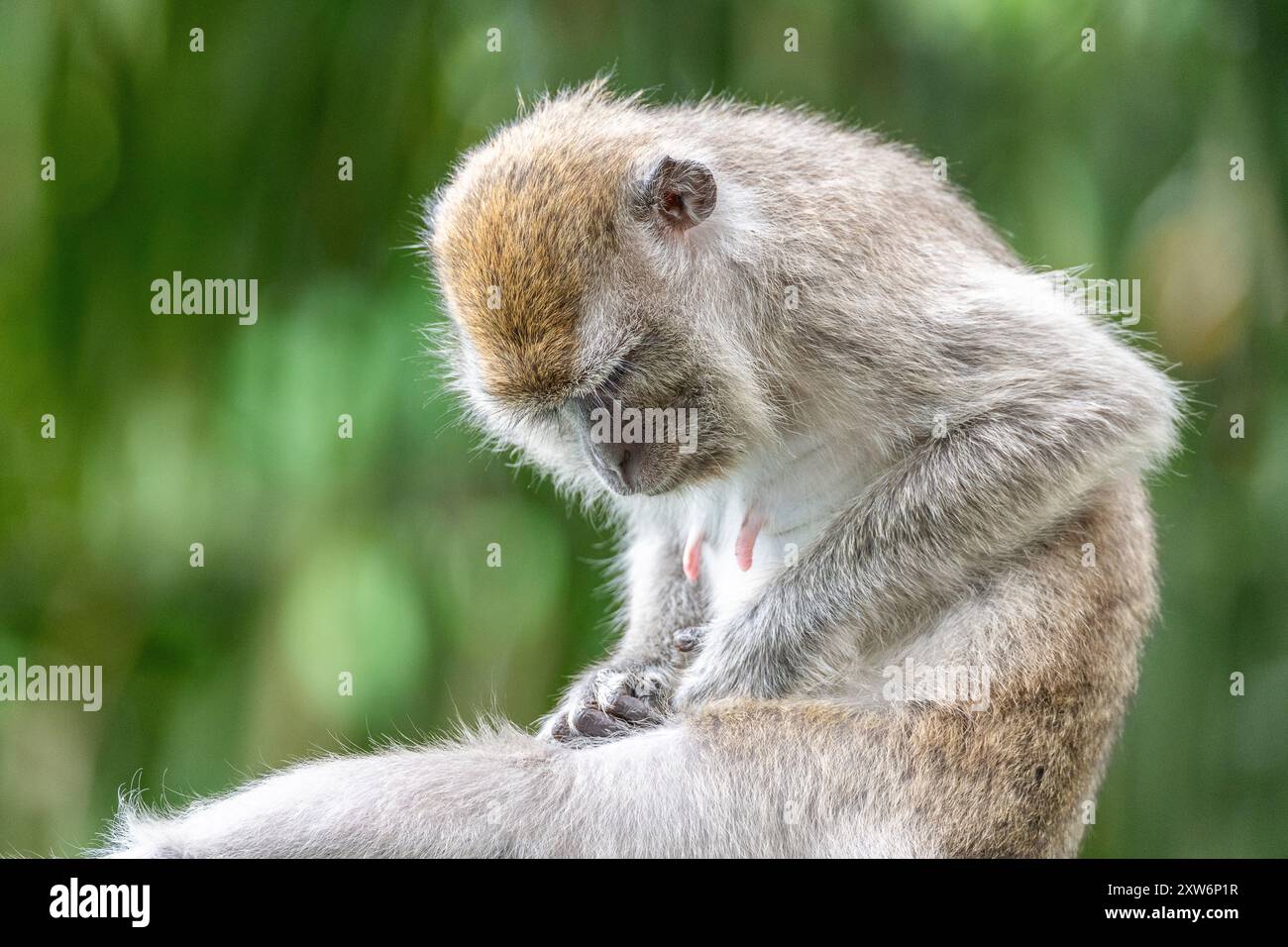 Primate self care hi-res stock photography and images - Alamy