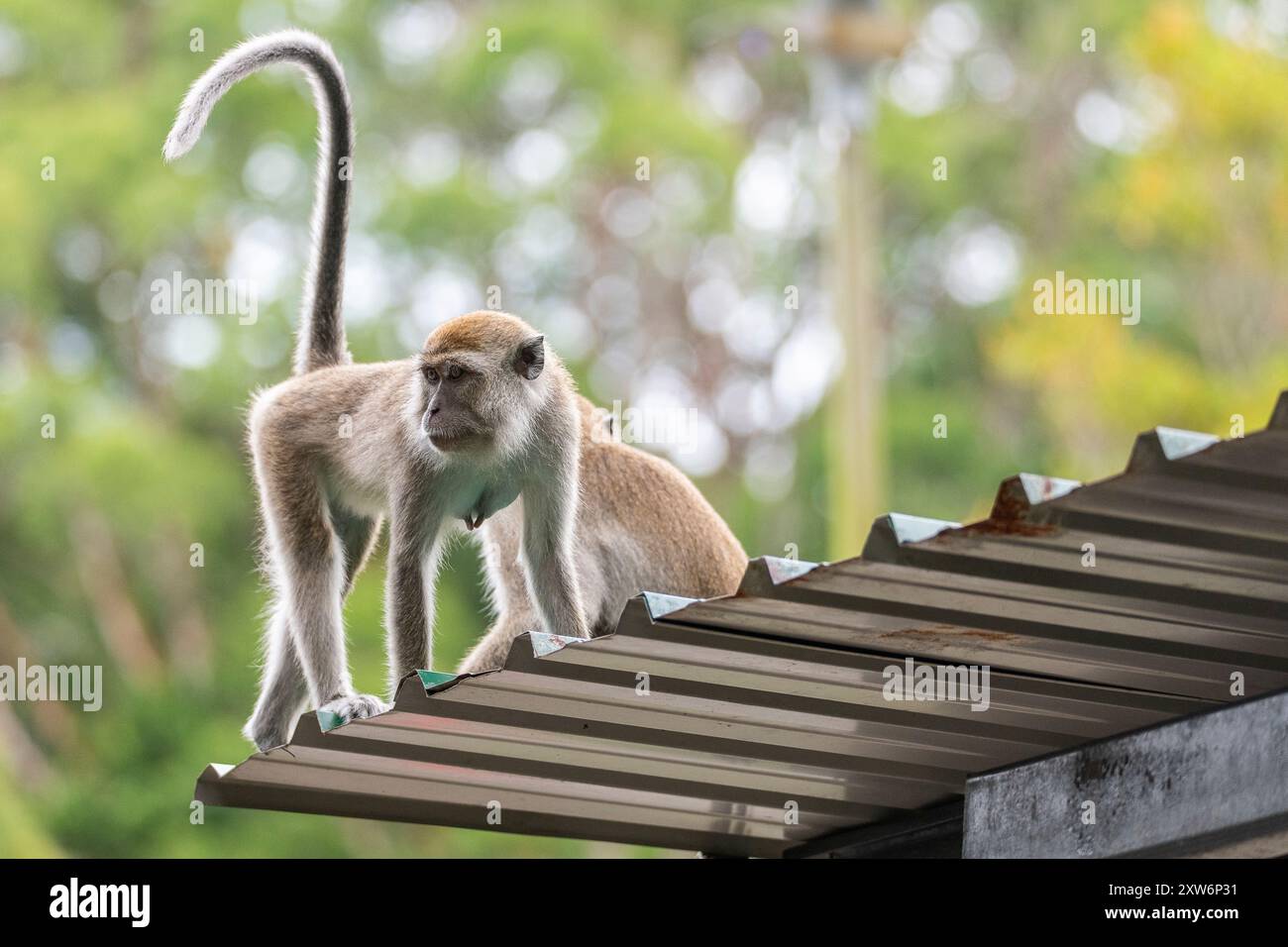Long-tailed Macaque (Macaca fascicularis) on a Rooftop Stock Photo - Alamy