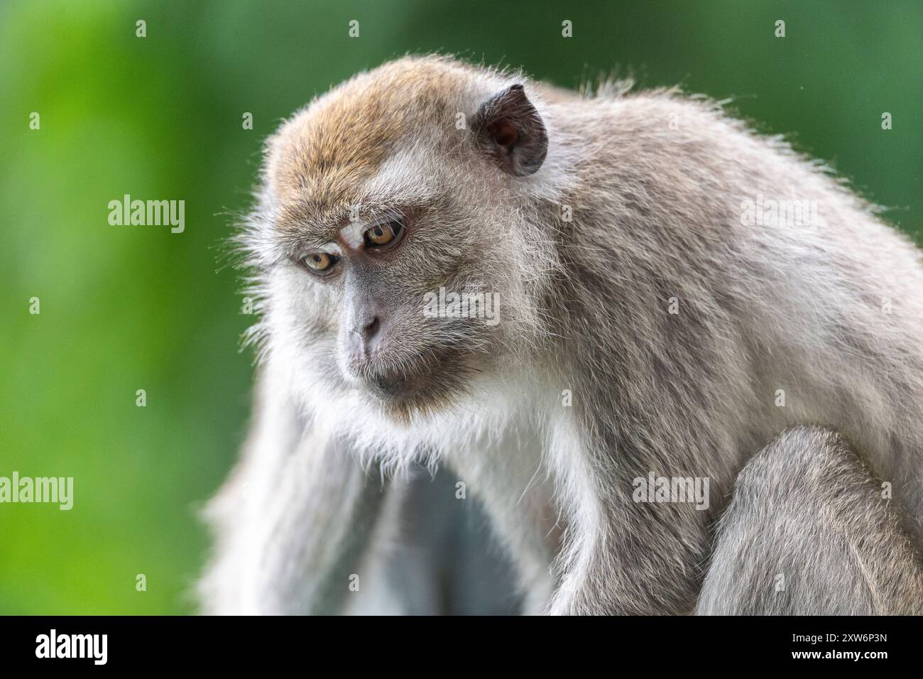 Female Long-tailed Macaque (Macaca fascicularis Stock Photo - Alamy