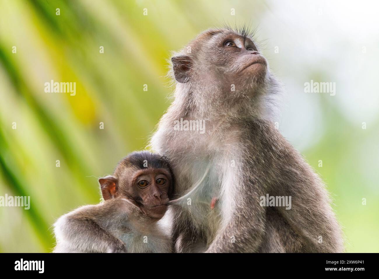 Female Long-tailed Macaque (Macaca fascicularis) Nursing Her Baby Stock ...