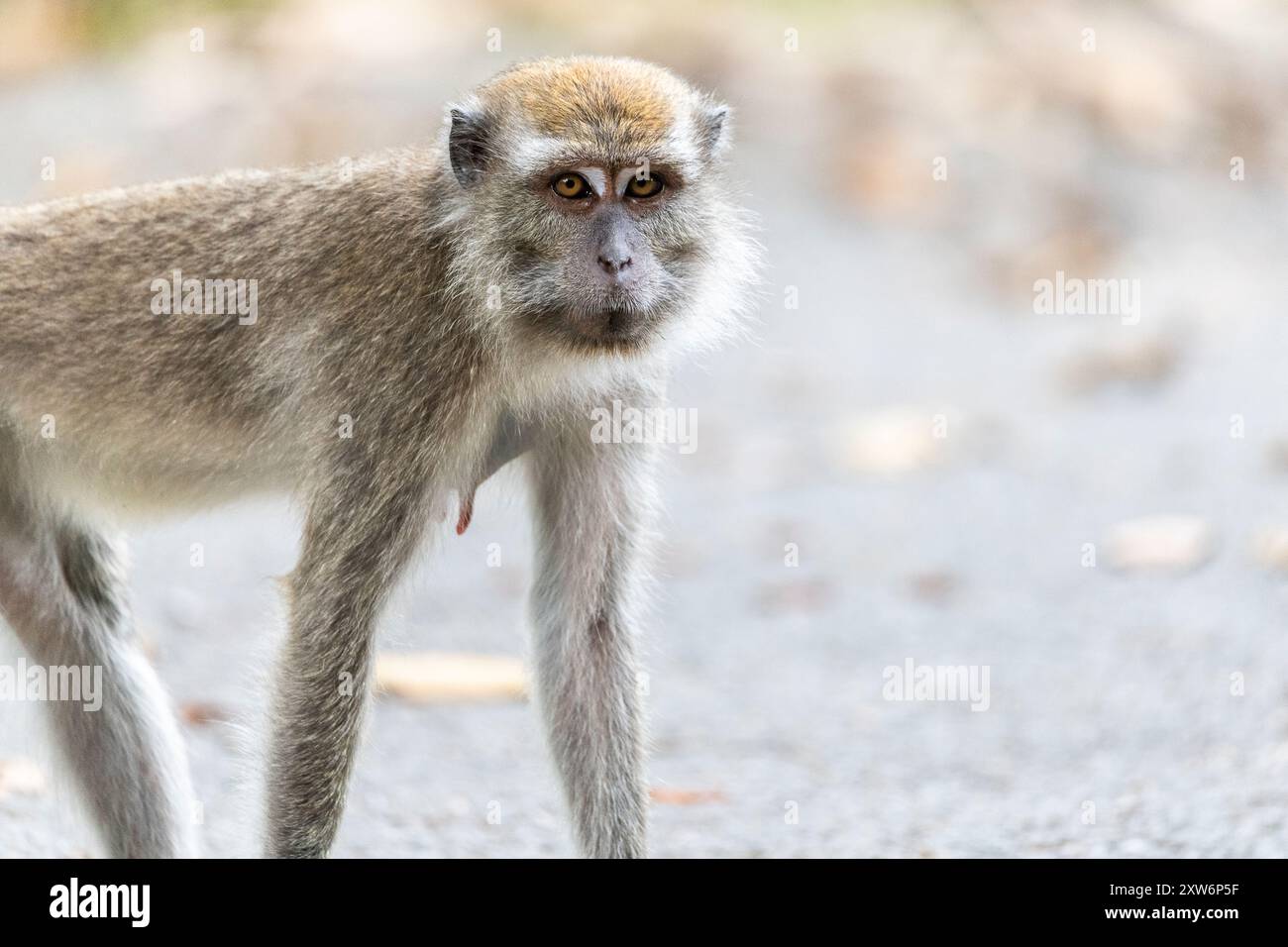 Female Long-tailed Macaque (Macaca fascicularis) on the Ground Stock ...