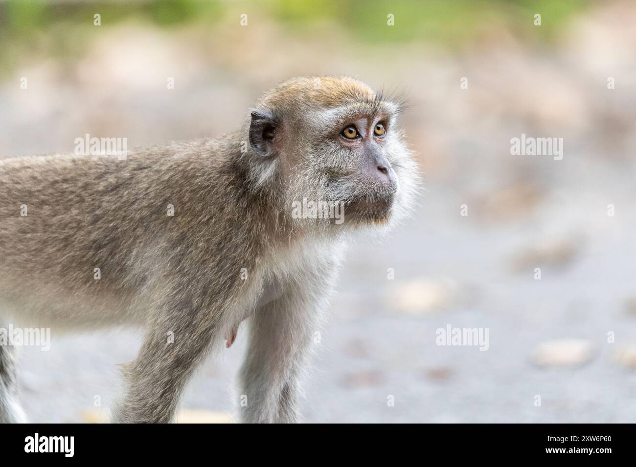 Female Long-tailed Macaque (Macaca fascicularis) on the Ground Stock ...