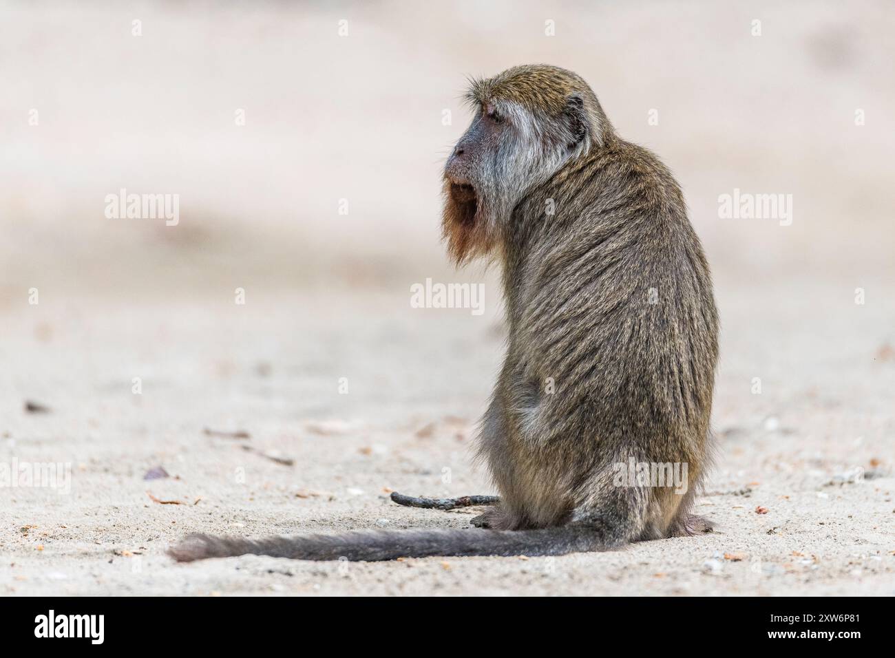 Elderly Female Long-tailed Macaque (Macaca fascicularis) on the Beach ...