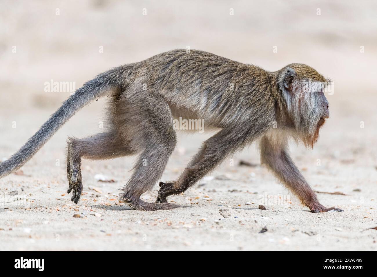 Macaque beach habitat hi-res stock photography and images - Alamy