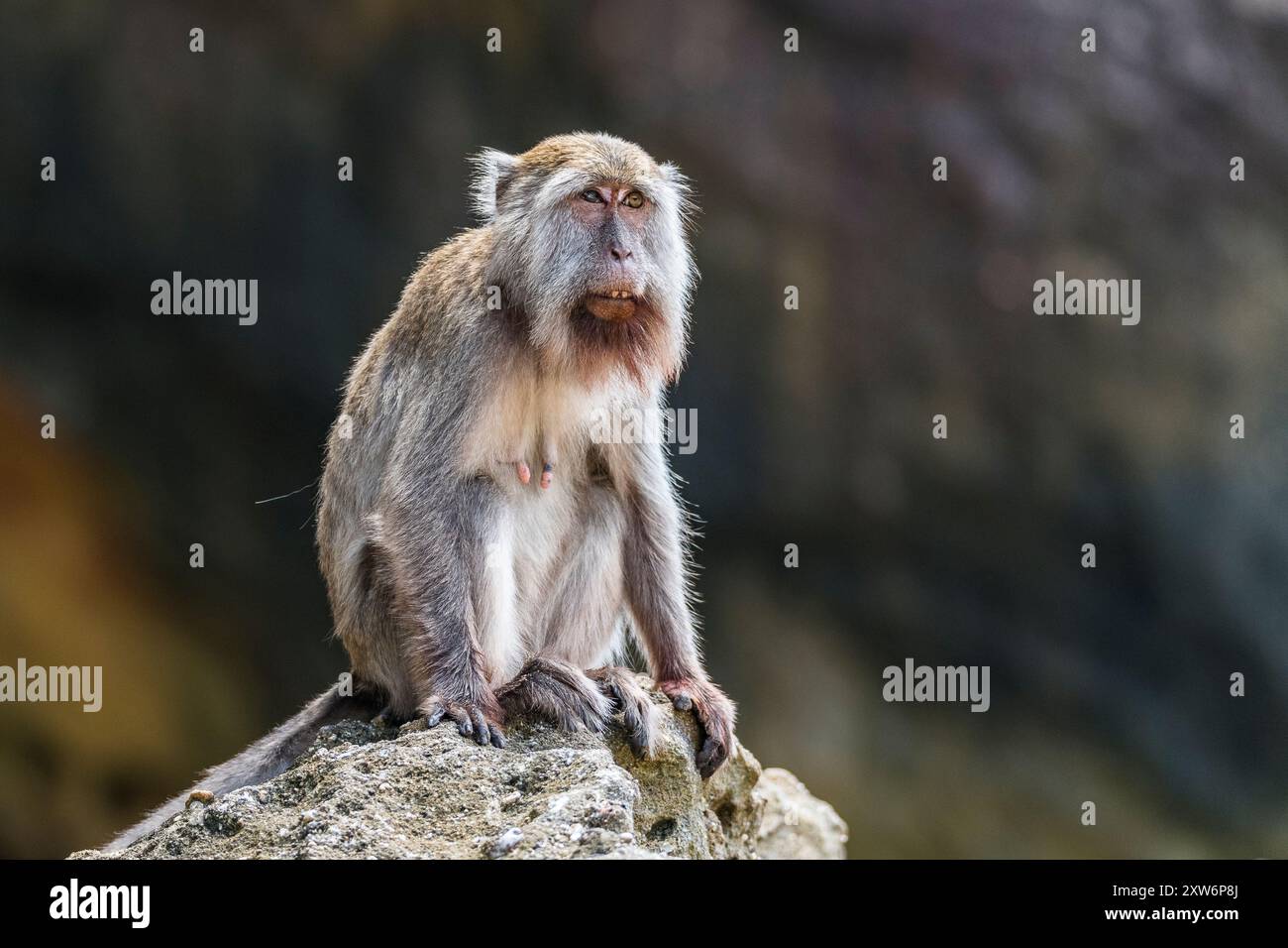 Elderly Female Long-tailed Macaque (Macaca fascicularis) on a Rock ...