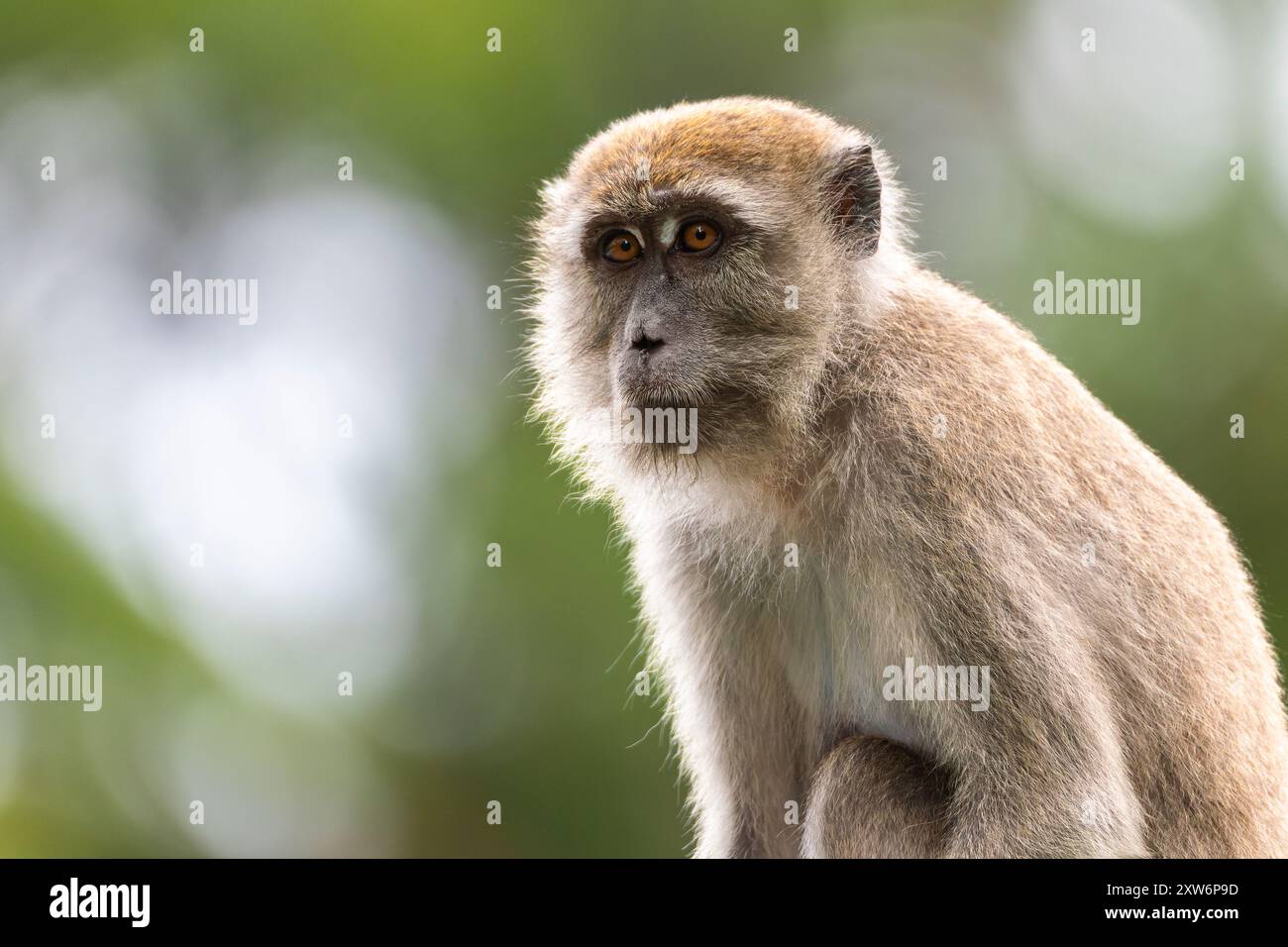 Portrait of Female Long-tailed Macaque (Macaca fascicularis Stock Photo ...