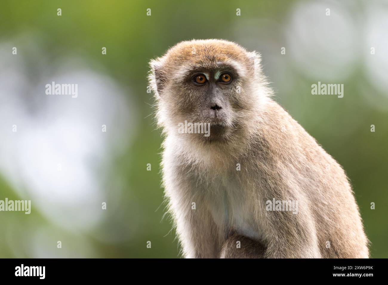 Portrait of Female Long-tailed Macaque (Macaca fascicularis Stock Photo ...