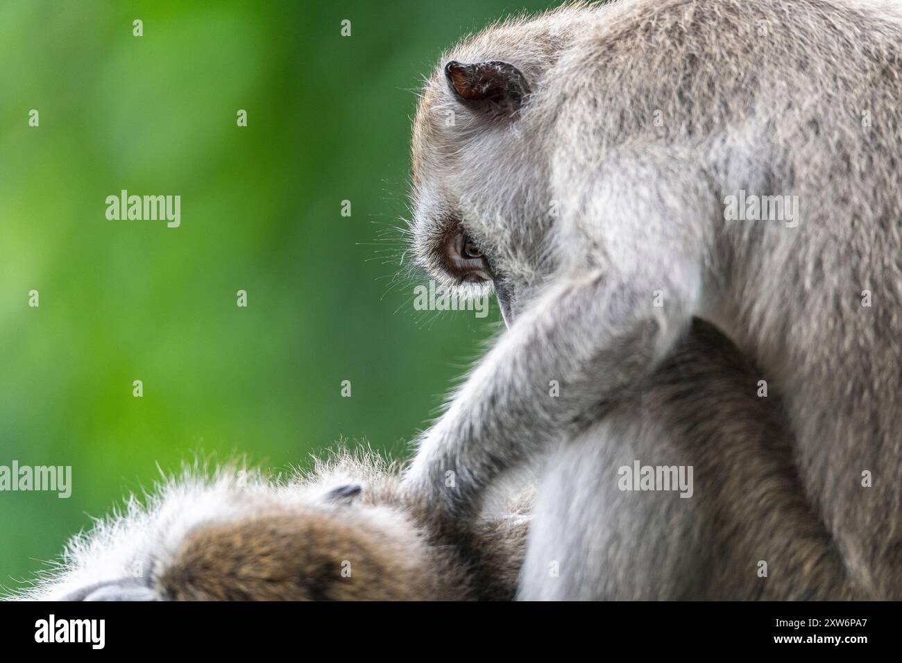 Female Long-tailed Macaques (Macaca fascicularis) Grooming Each Other ...