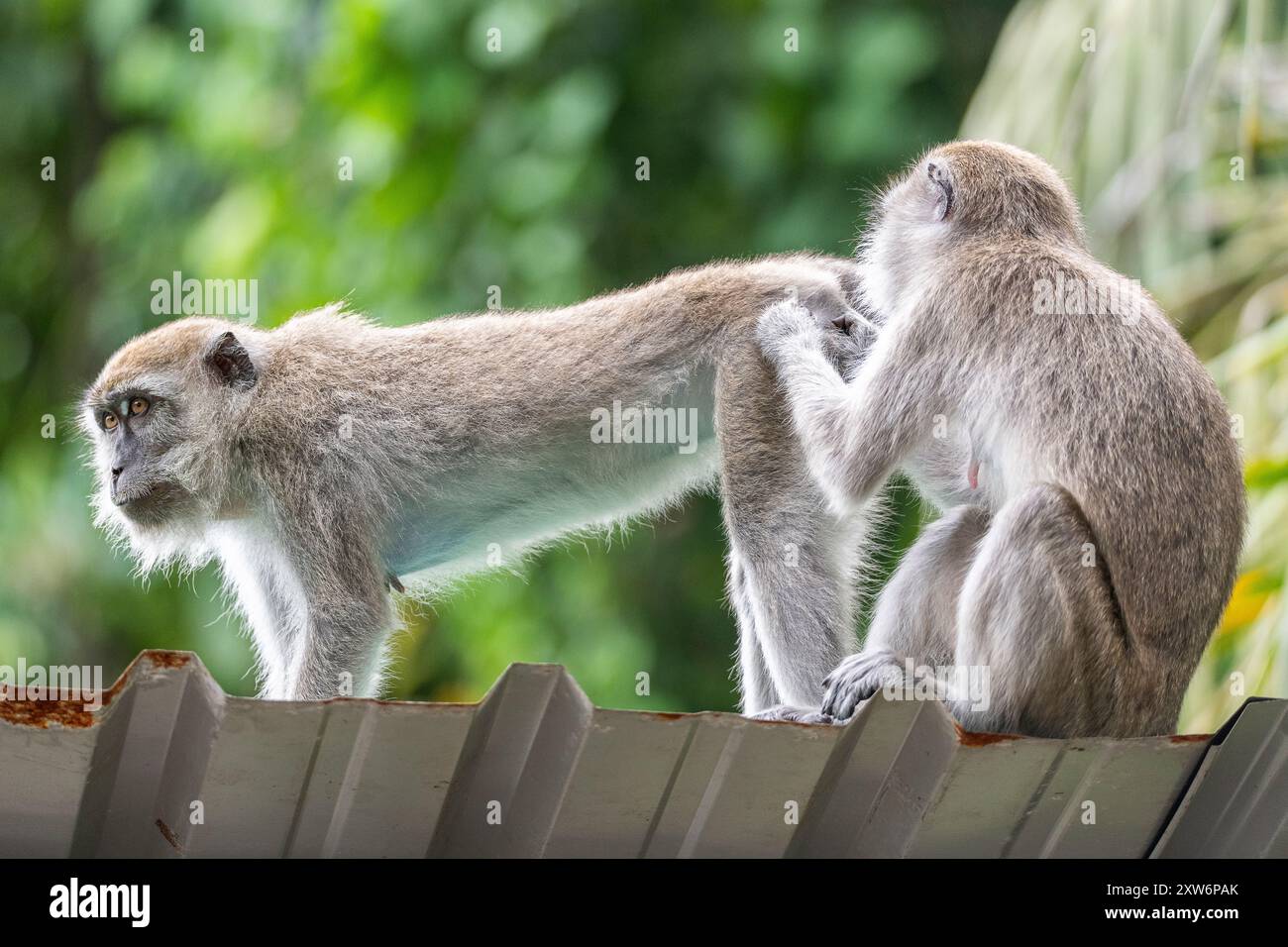 Female Long-tailed Macaques (Macaca fascicularis) Grooming Each Other on a Rooftop Stock Photo ...