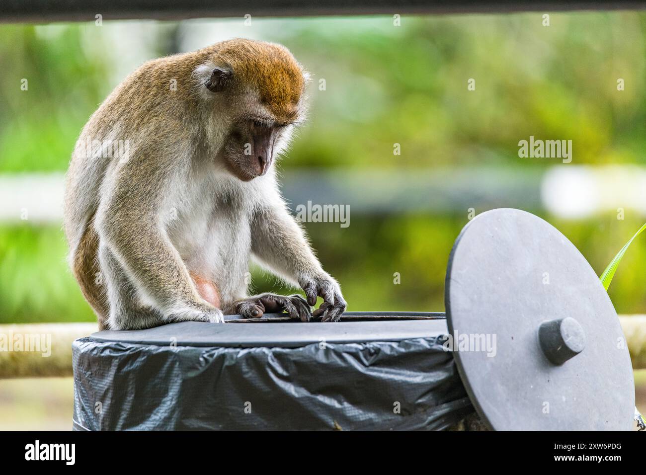 Dominant Male Long-tailed Macaque (Macaca fascicularis) Foraging in a ...