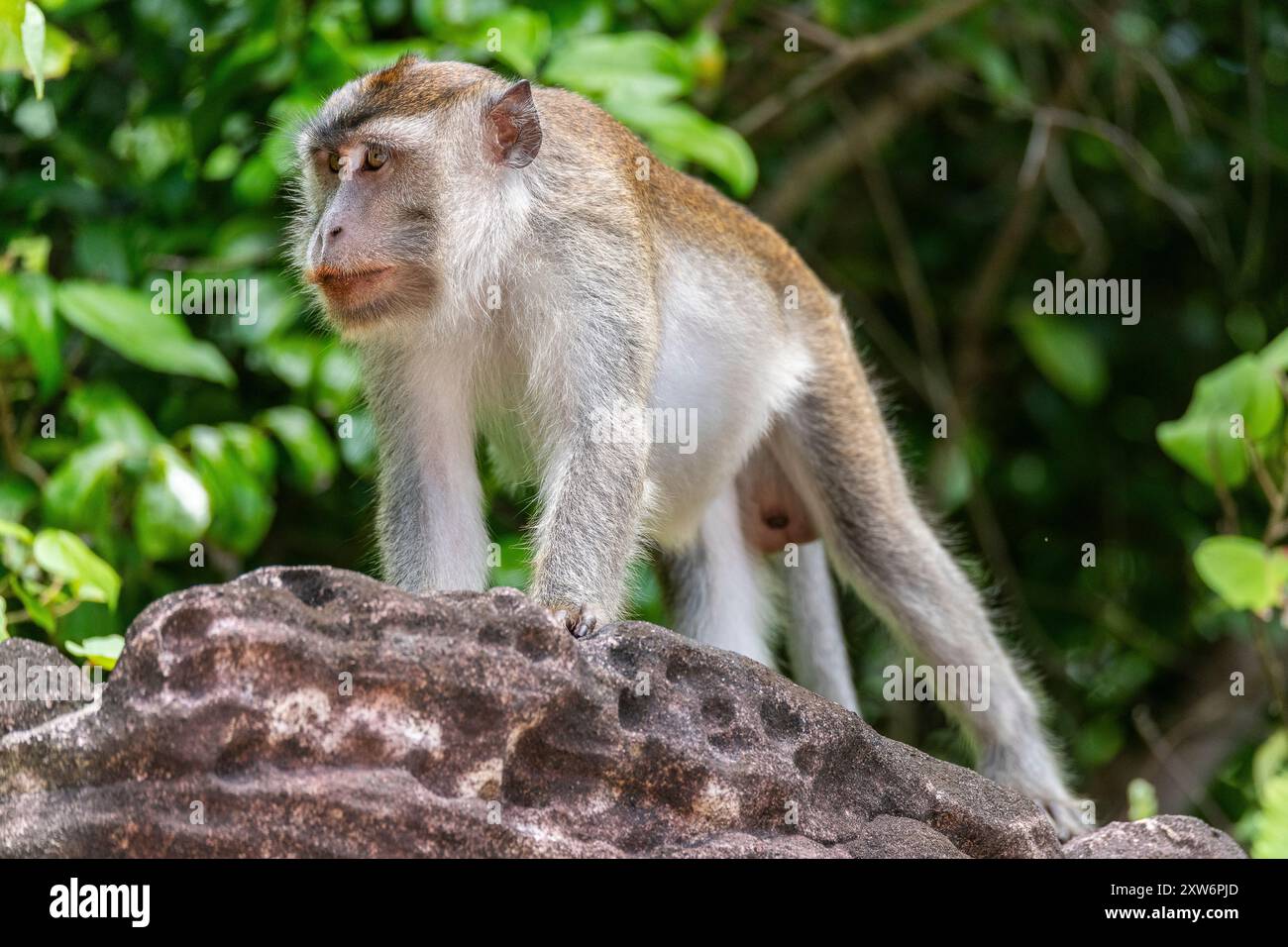 Male Long-tailed Macaque (Macaca fascicularis) on a Rock Stock Photo ...