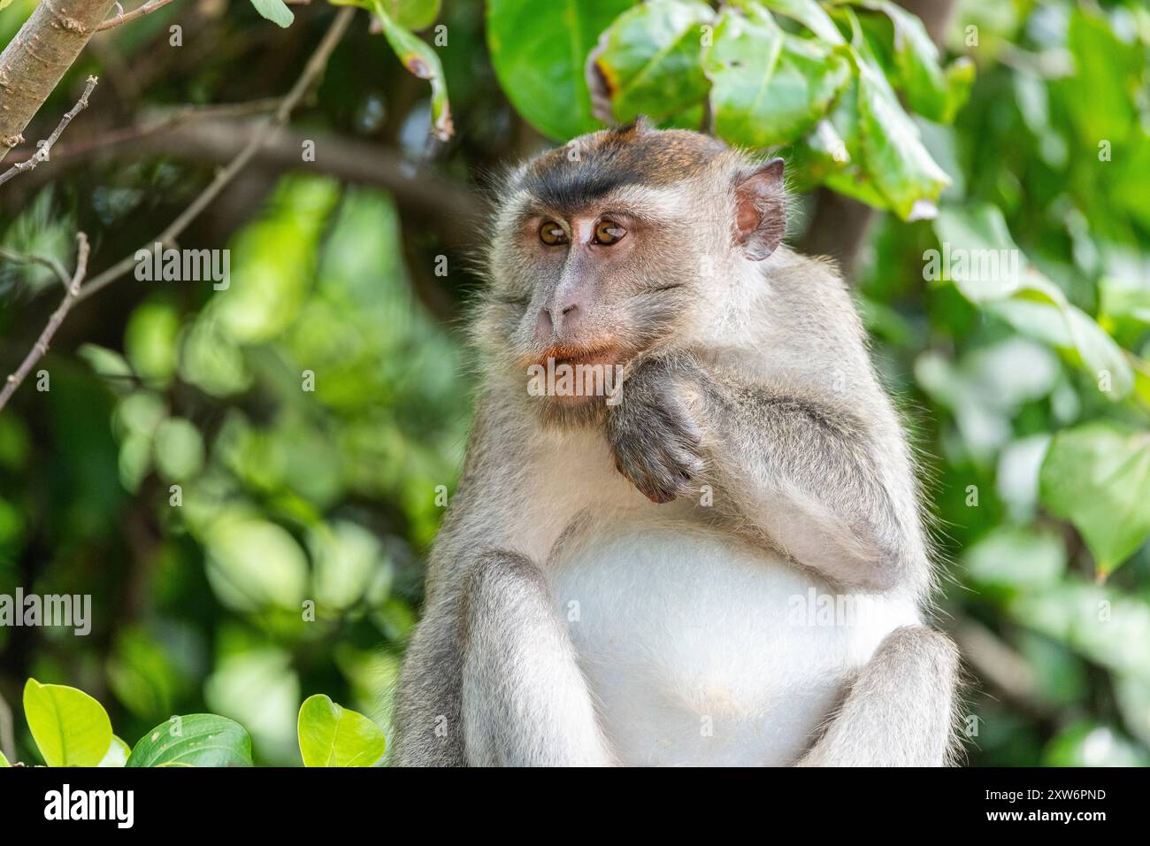 Male Long-tailed Macaque (Macaca fascicularis) Rubbing Its Chin Stock ...