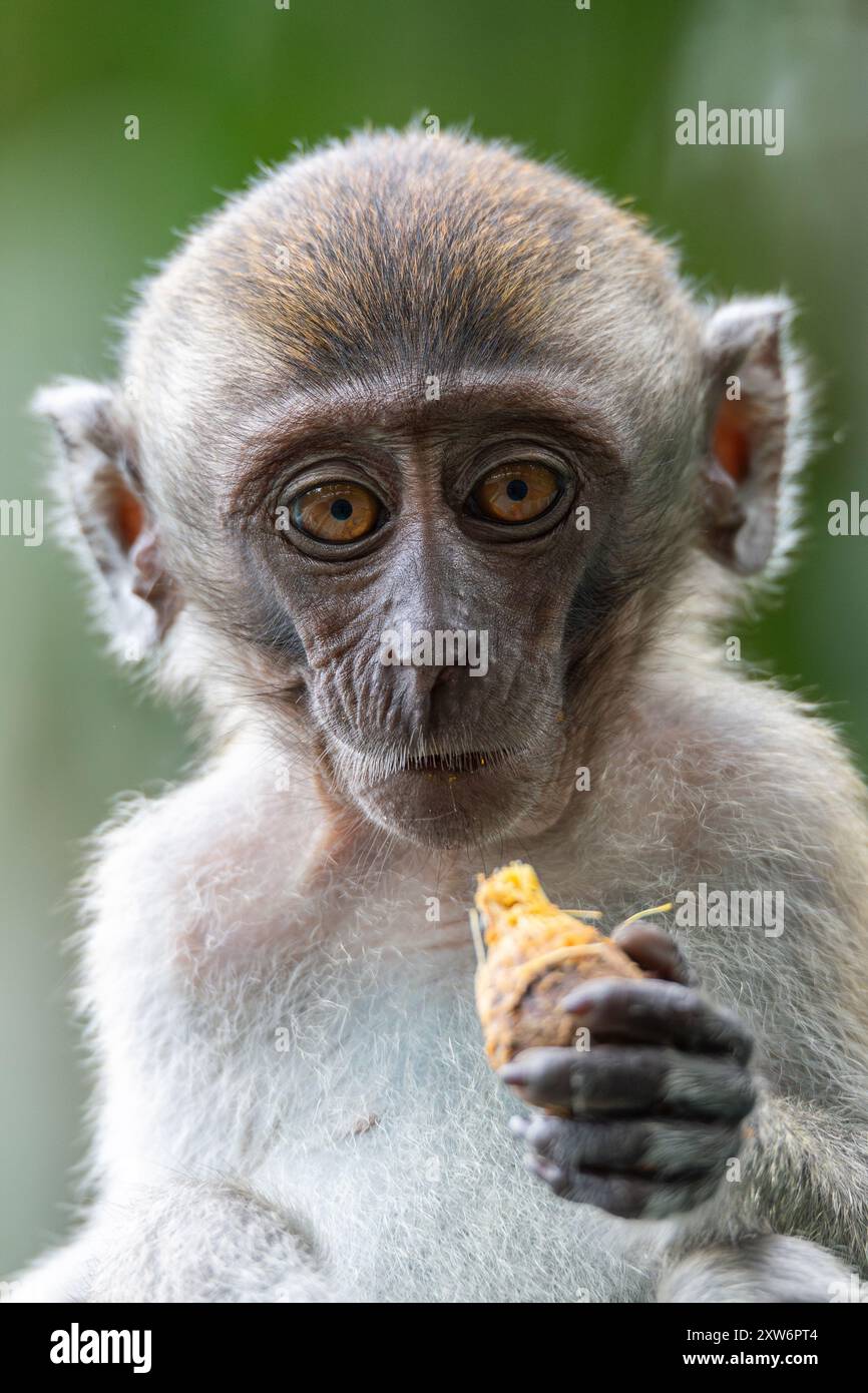 Young Long-tailed Macaque (Macaca fascicularis) Eating a Palm Fruit ...
