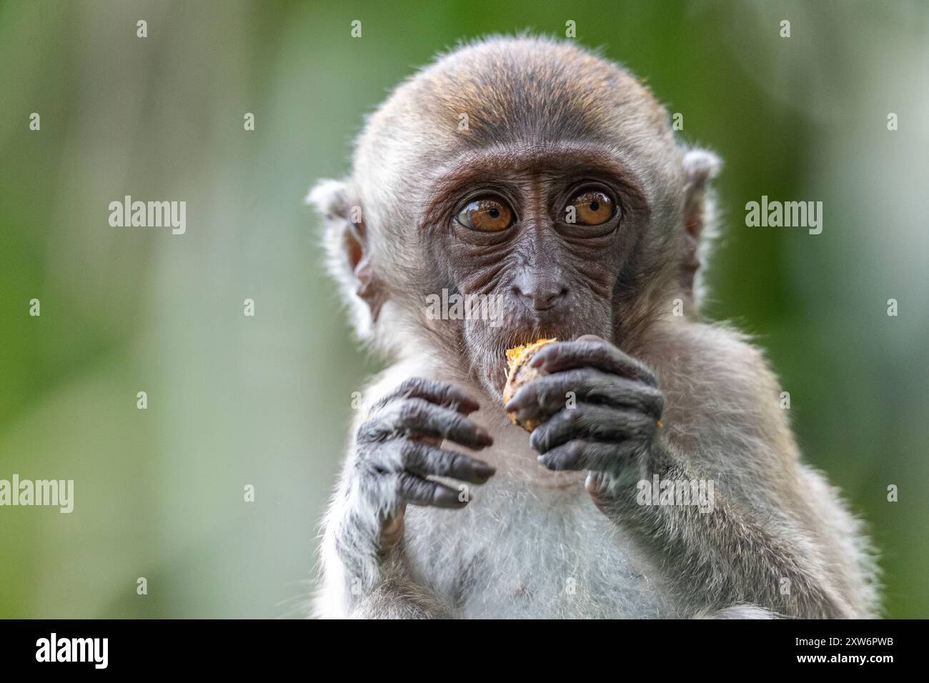 Young Long-tailed Macaque (Macaca fascicularis) Eating a Palm Fruit ...